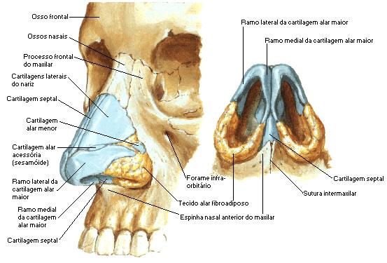 Ossos Da Cavidade Nasal PPT Ossos Da Órbita E Da Cavidade Nasal