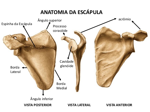 Movimentos da articulação escapulotorácica :: Fisiocomamor