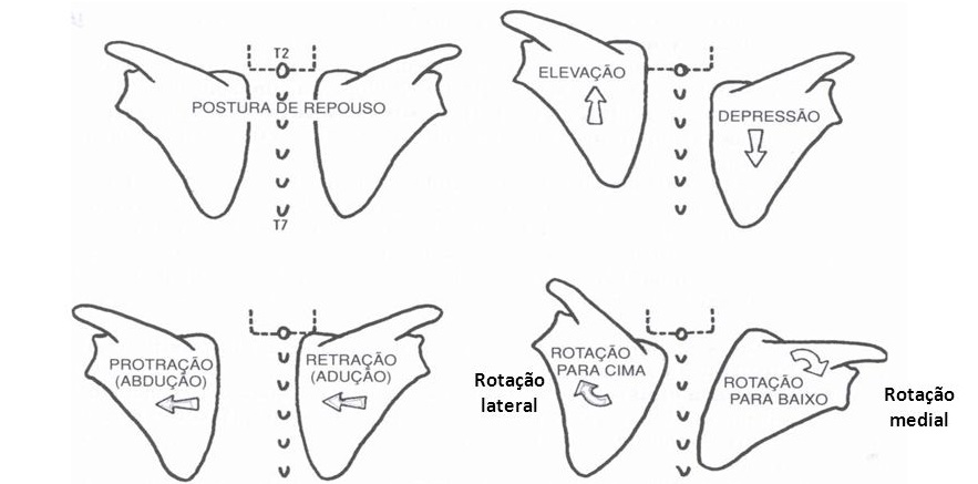 Movimentos da articulação escapulotorácica :: Fisiocomamor